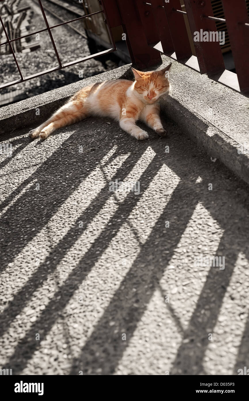 Cat sleep in outdoor with beautiful shadow of buildings Stock Photo - Alamy