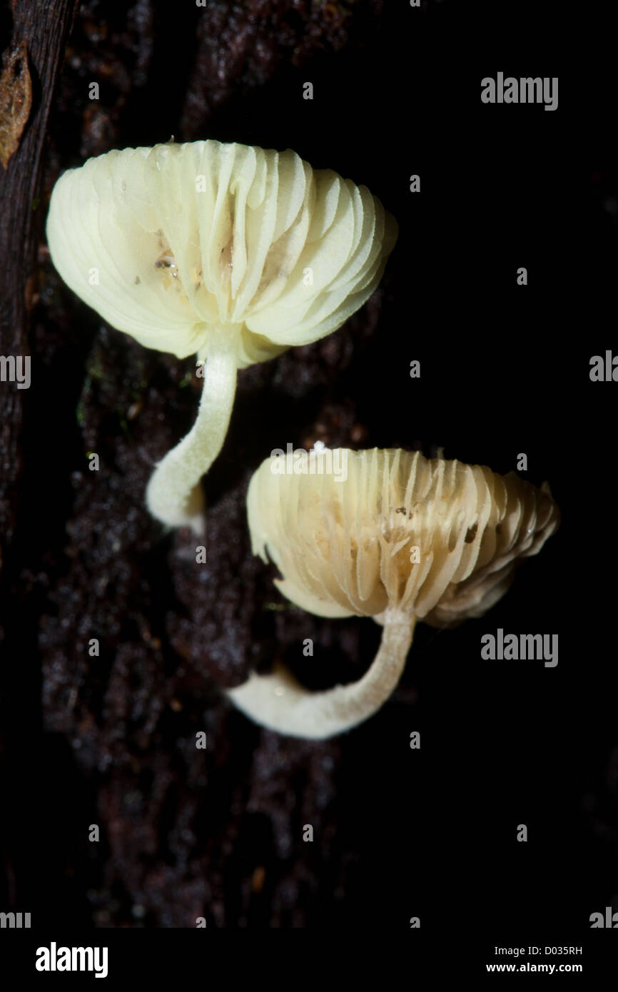 fungus mushroom at Anavilhanas amazon forest, amazonas state, Brazil ...
