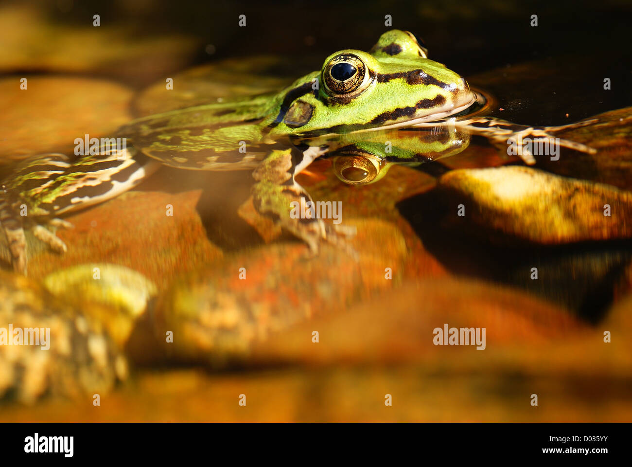 big green frog sitting on stone in water Stock Photo - Alamy