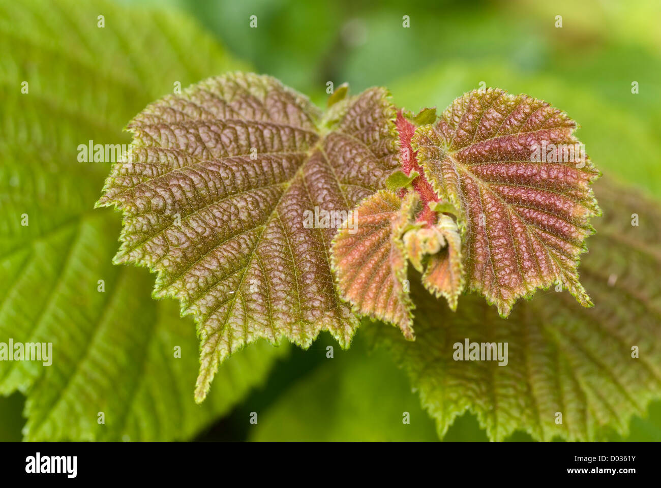 red and green hazel leaf as background Stock Photo - Alamy