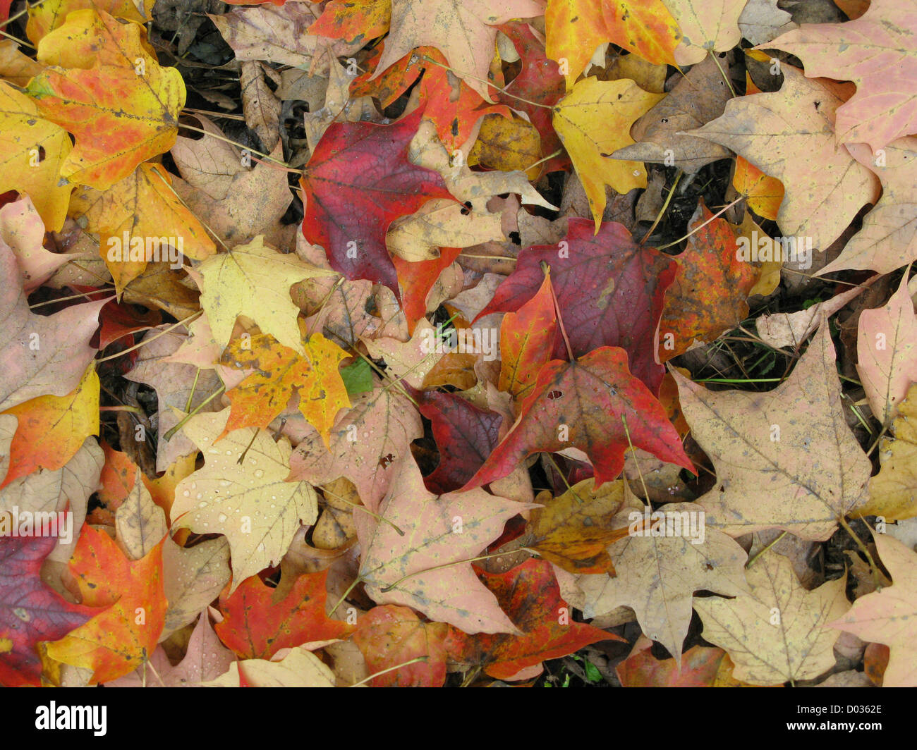 FALLEN AUTUMN MAPLE LEAVES Stock Photo - Alamy