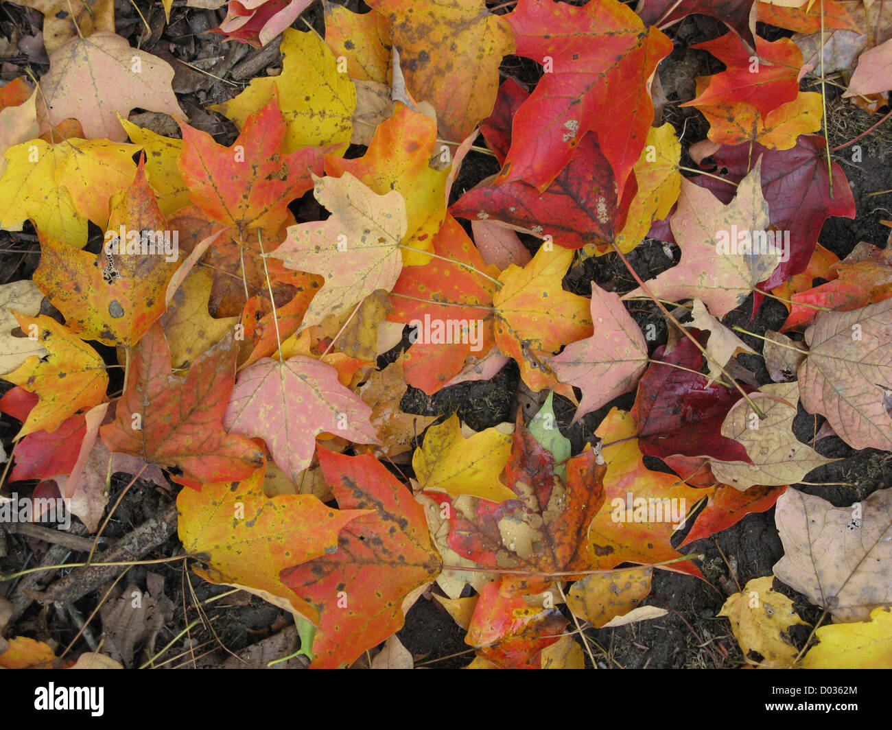 FALLEN AUTUMN MAPLE LEAVES Stock Photo - Alamy