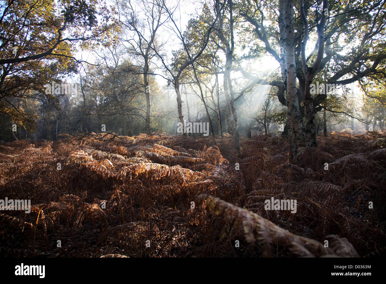 Minsmere reserve birds hi-res stock photography and images - Alamy