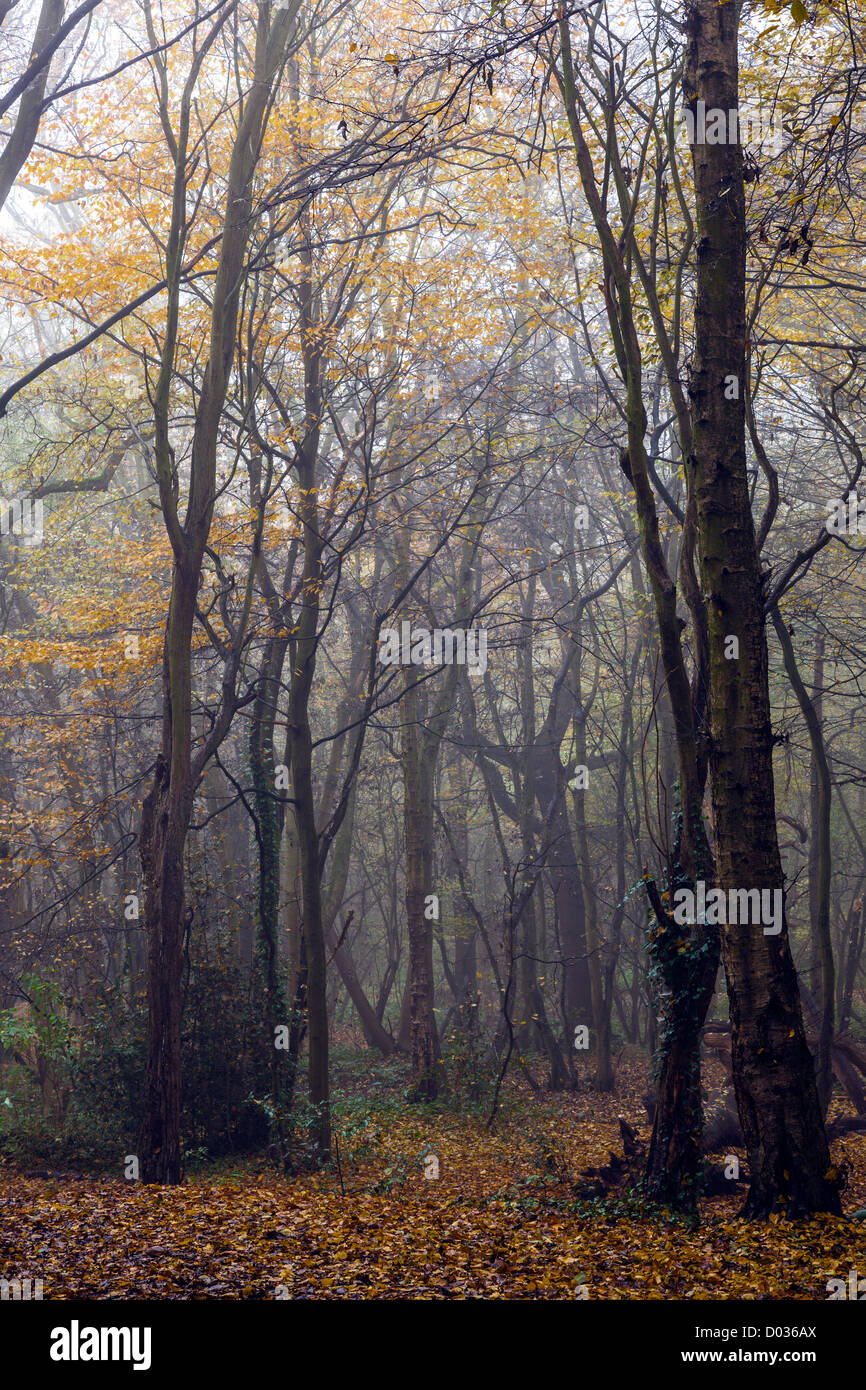 Dreary November Weather in Essex Woodland Stock Photo - Alamy