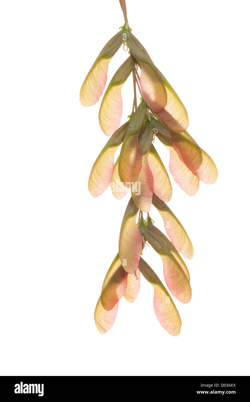 Maple seed hi-res stock photography and images - Alamy