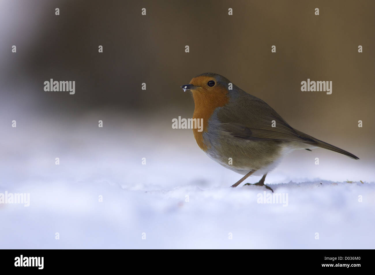 Robin in snow Stock Photo - Alamy