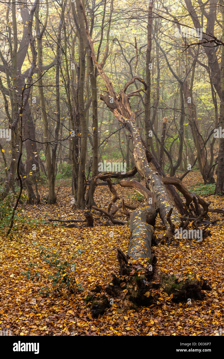 Fallen Tree in Essex Woods Stock Photo - Alamy