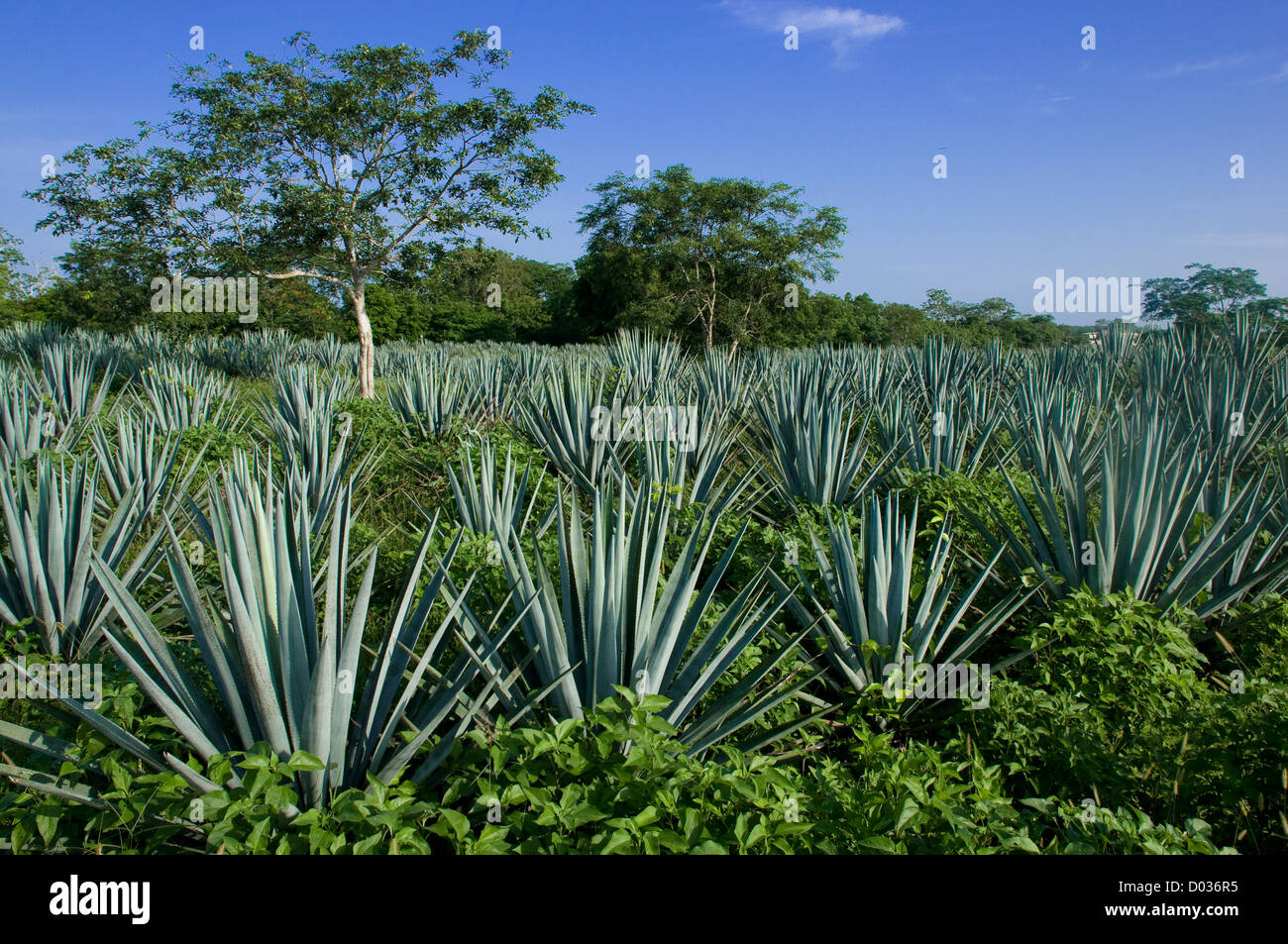 Agave plants grow on farm in Yucatan, Mexico Stock Photo - Alamy
