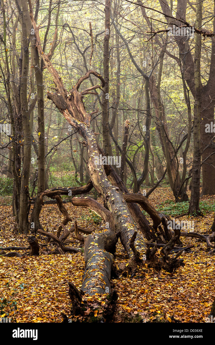 Fallen Tree in Essex Woodland Stock Photo - Alamy