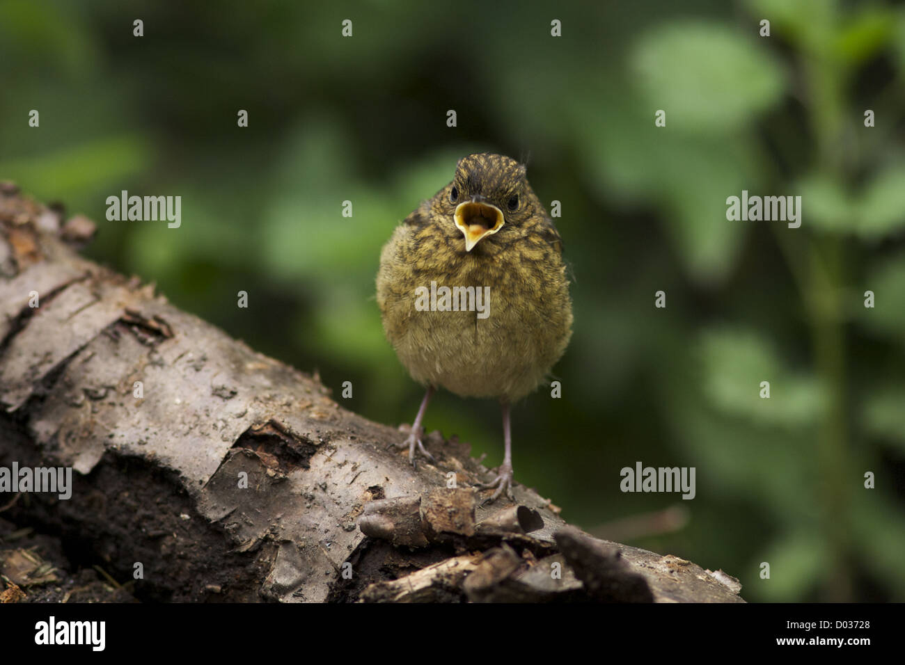 Juvenile robin hi-res stock photography and images - Alamy