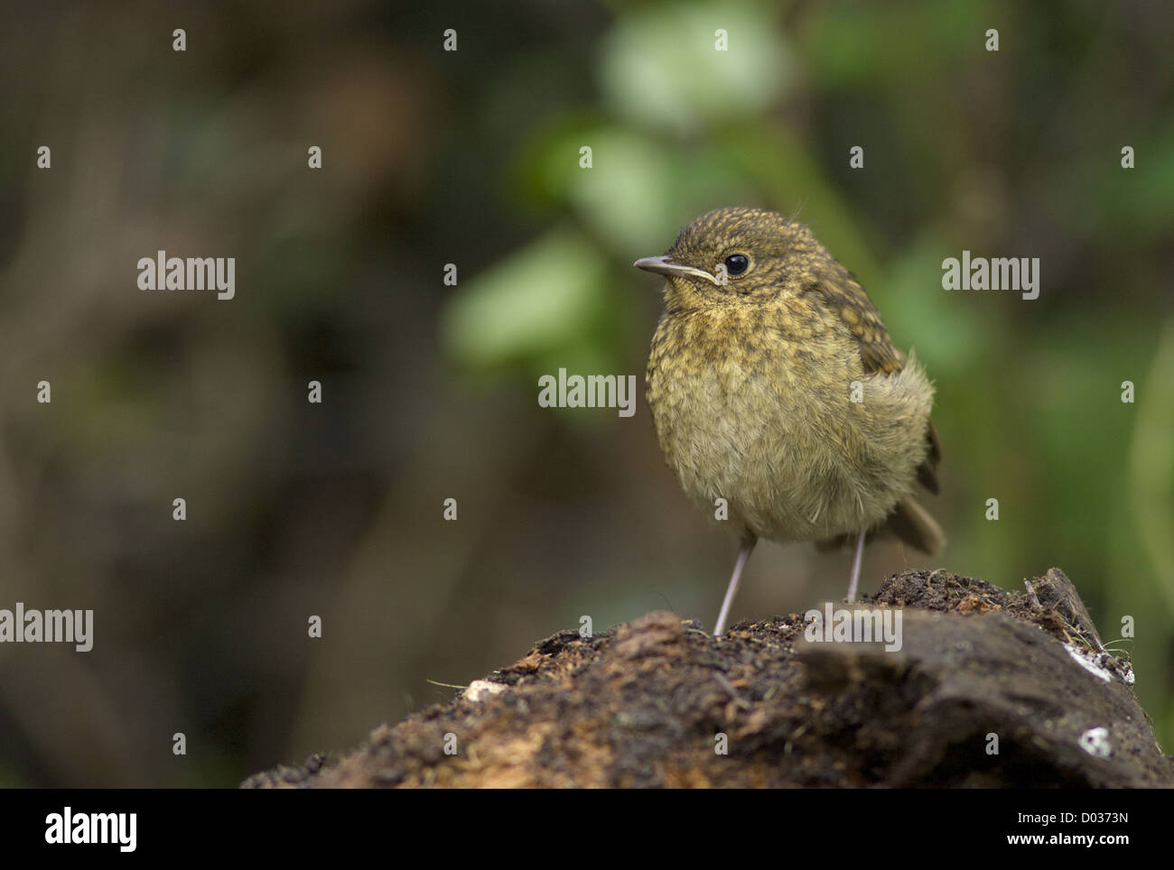 Juvenile Robin on a tree stump Stock Photo - Alamy
