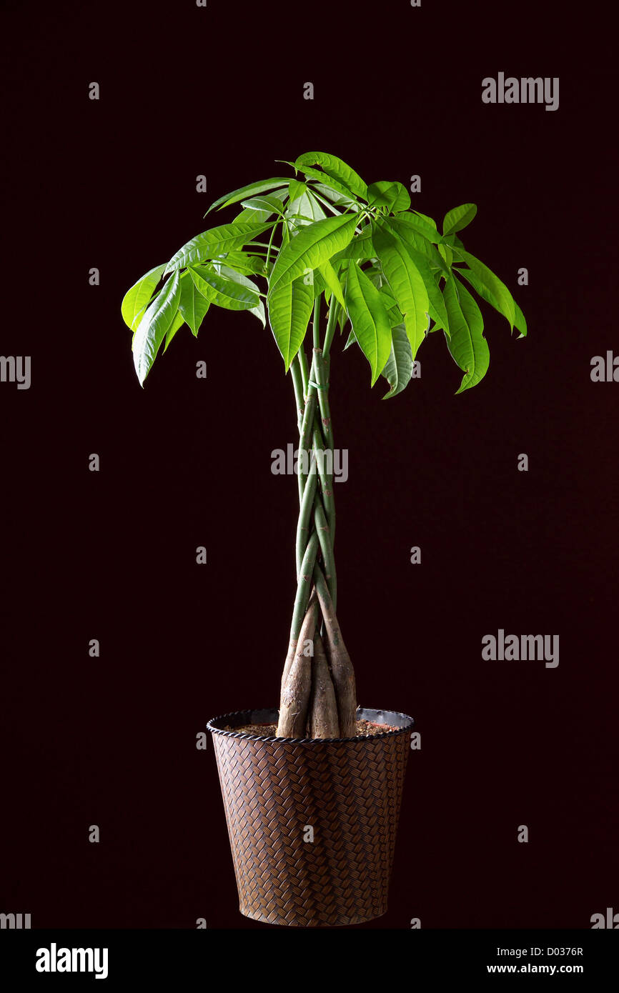 Money Tree Plant Stock Photo - Alamy