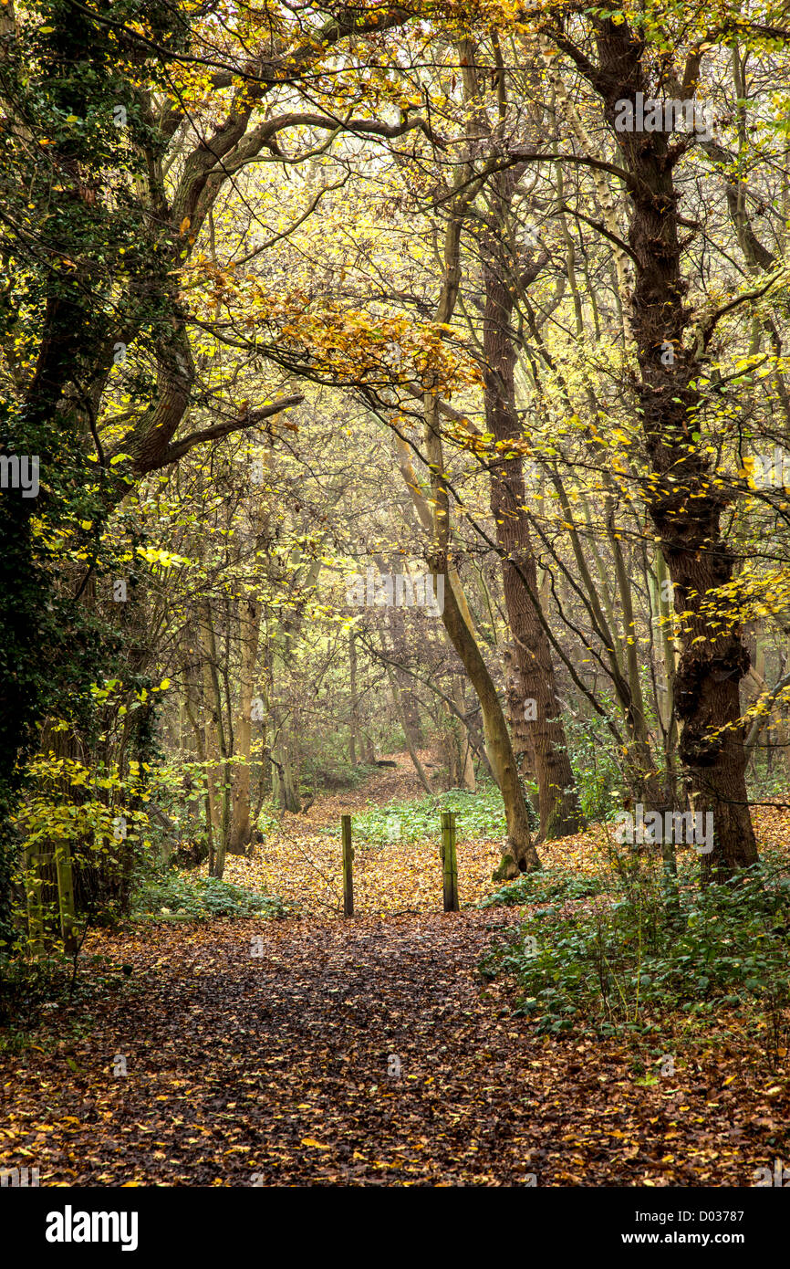 November Weather in Essex Urban Woodland Stock Photo - Alamy
