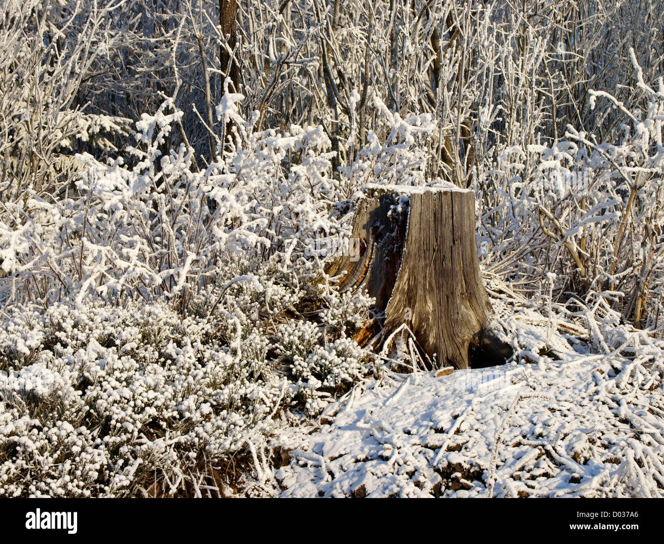 Tree stump bushes and shrubs covered with newly fallen snow in the ...
