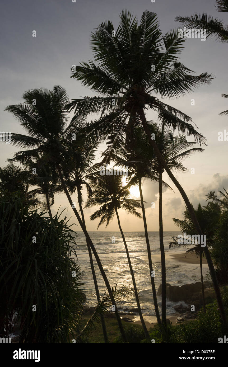 Setting sun palm tree hi-res stock photography and images - Alamy