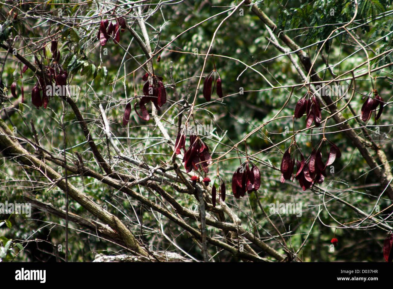 RIver at Anavilhanas protected area, amazonas satate, amazon forest ...