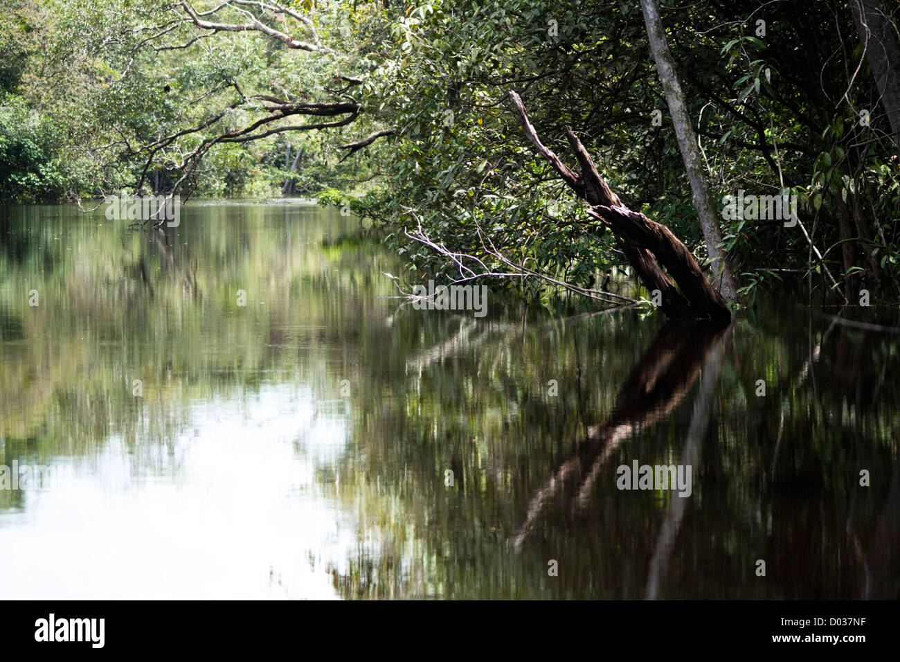 RIver at Anavilhanas protected area, amazonas satate, amazon forest ...