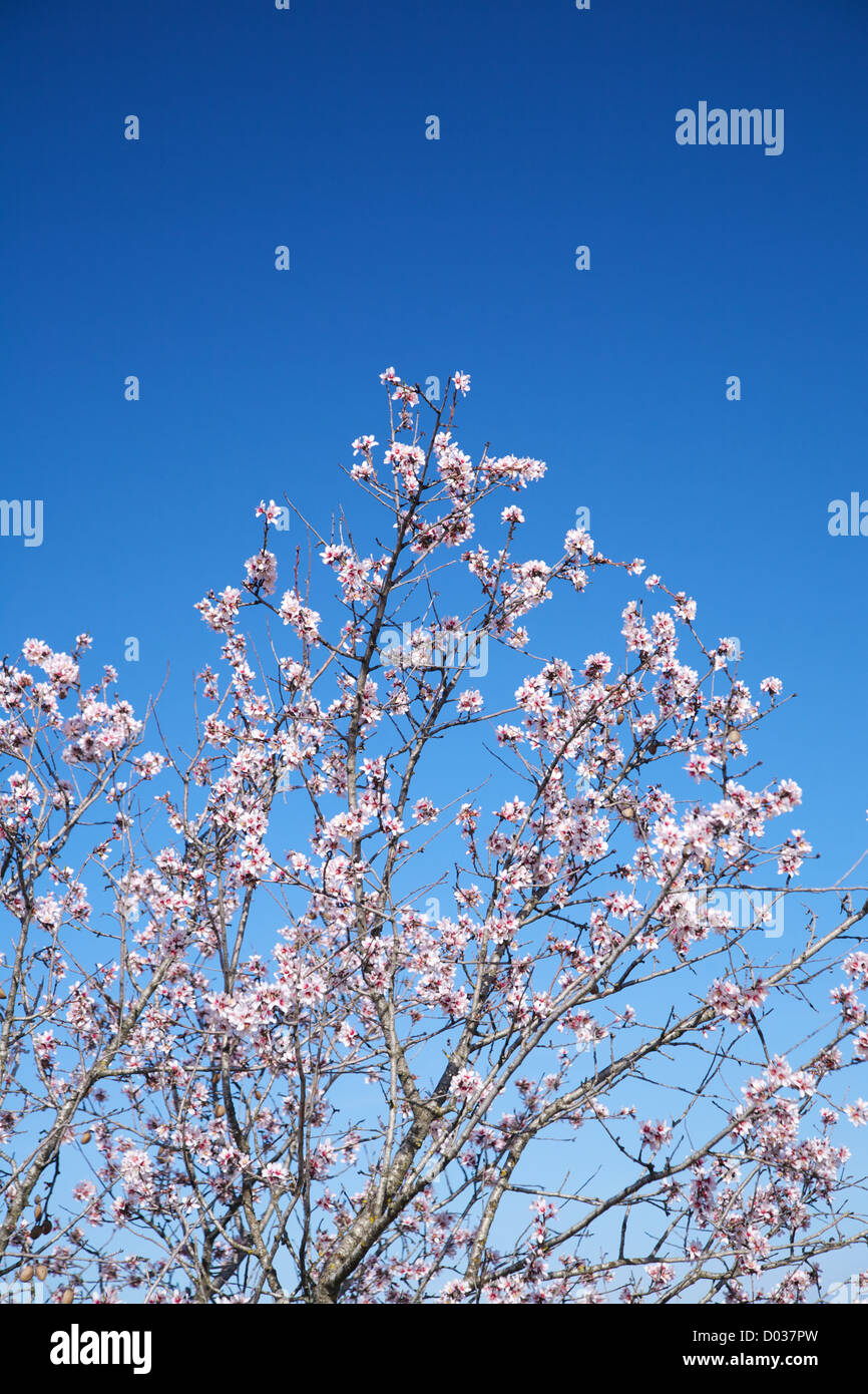 cherry trees flowering at the country in Spain Stock Photo - Alamy