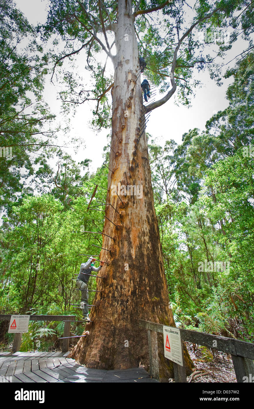 Fire Lookout Tree Stock Photos & Fire Lookout Tree Stock Images - Alamy