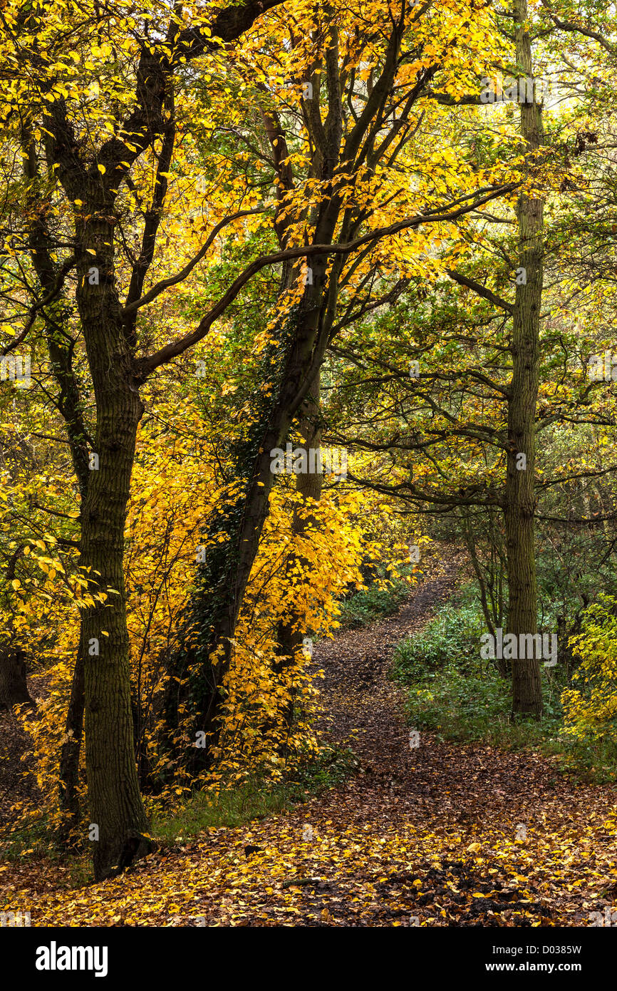 Shipwrights wood hi-res stock photography and images - Alamy