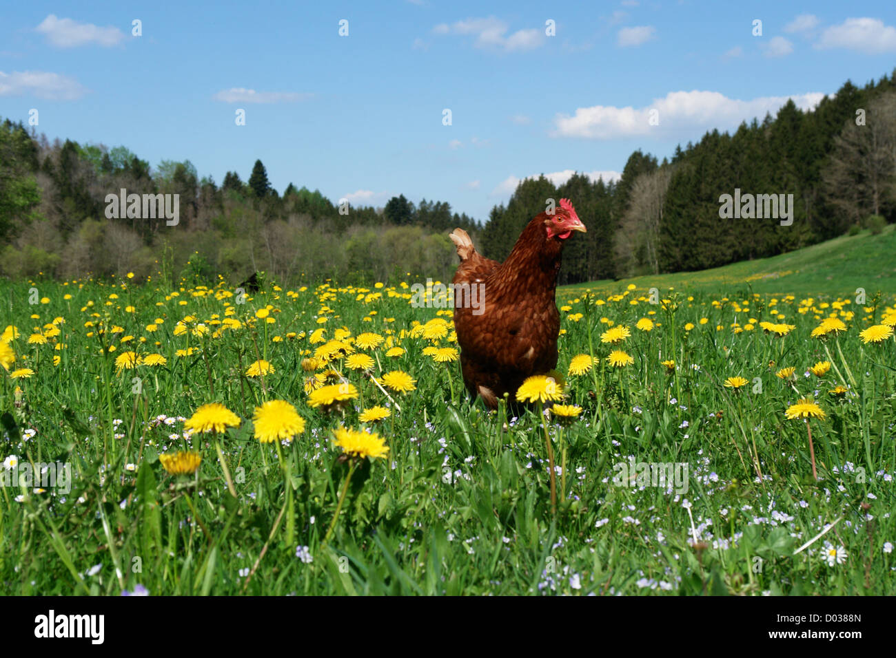 Hen outside in the meadow at spring Stock Photo - Alamy