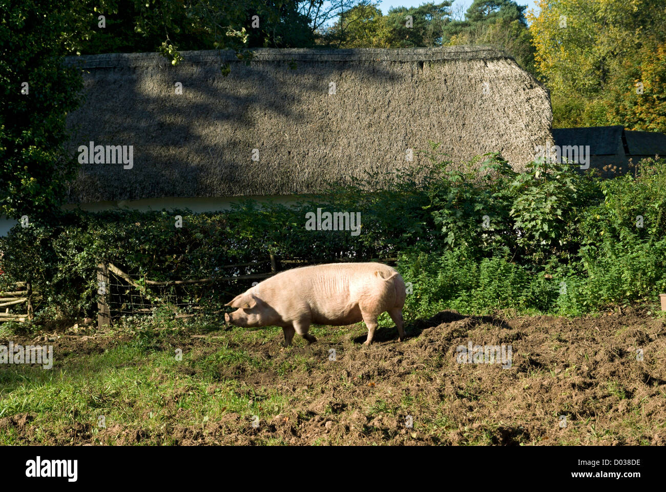 Pig field hi-res stock photography and images - Alamy