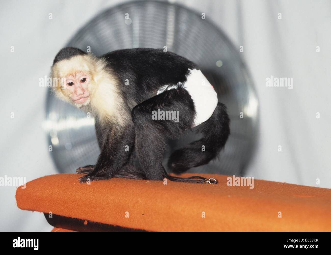 MARCEL THE MONKEY.Nickelodeon Kids Choice Awards 1996.k4956lr.(Credit ...