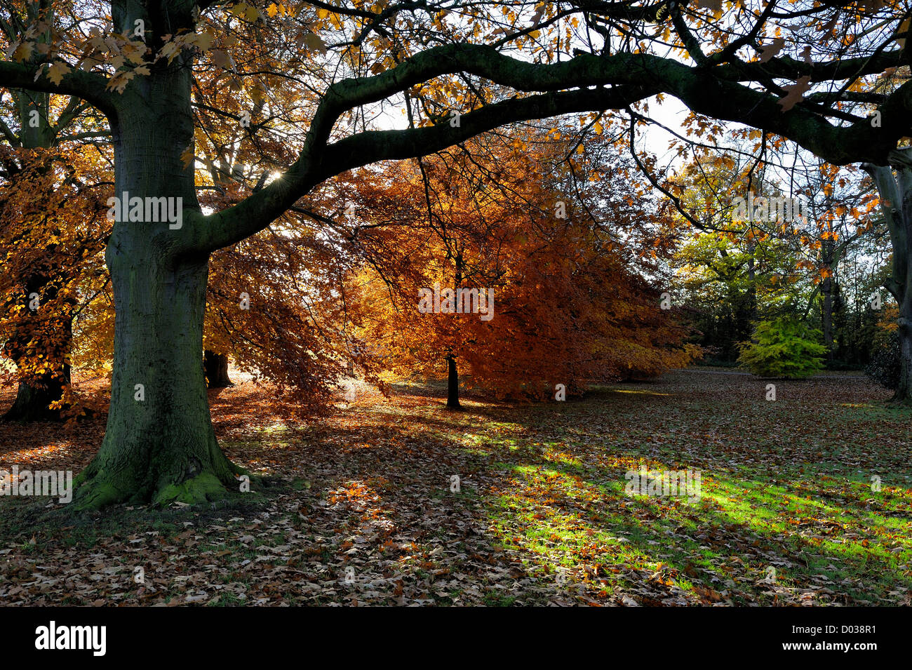 autumn park scene england uk Stock Photo - Alamy