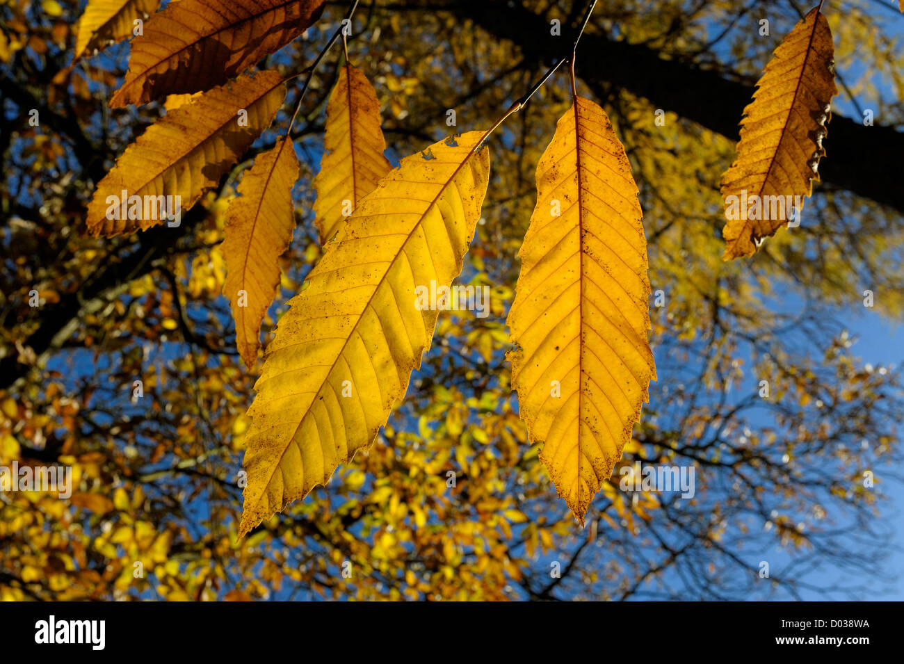 autumn leaves background england uk Stock Photo - Alamy