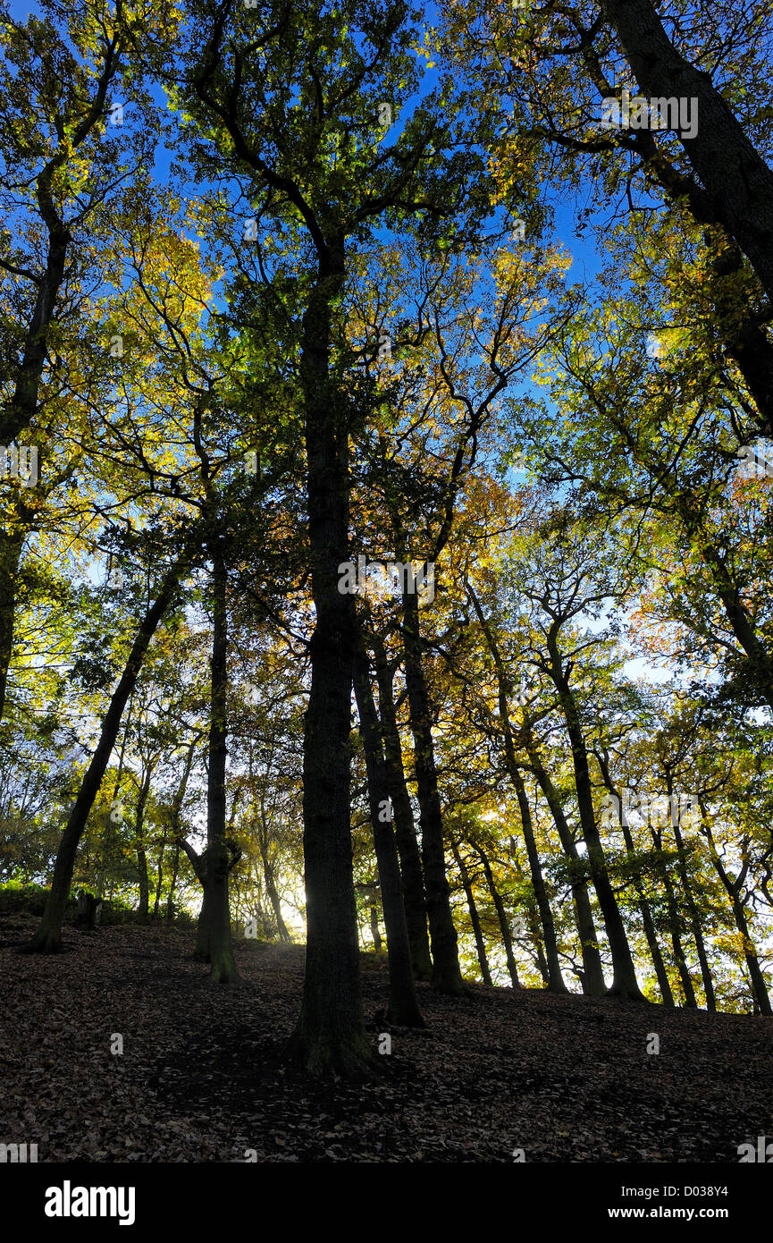 A forest bathed in autumn sunshine england uk Stock Photo - Alamy