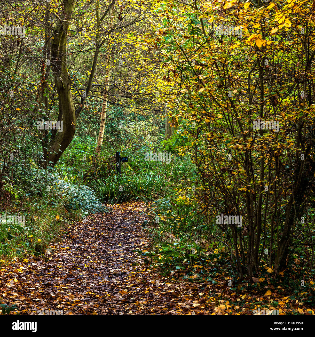 Signpost Deep within Urban Woodland in Essex Stock Photo - Alamy