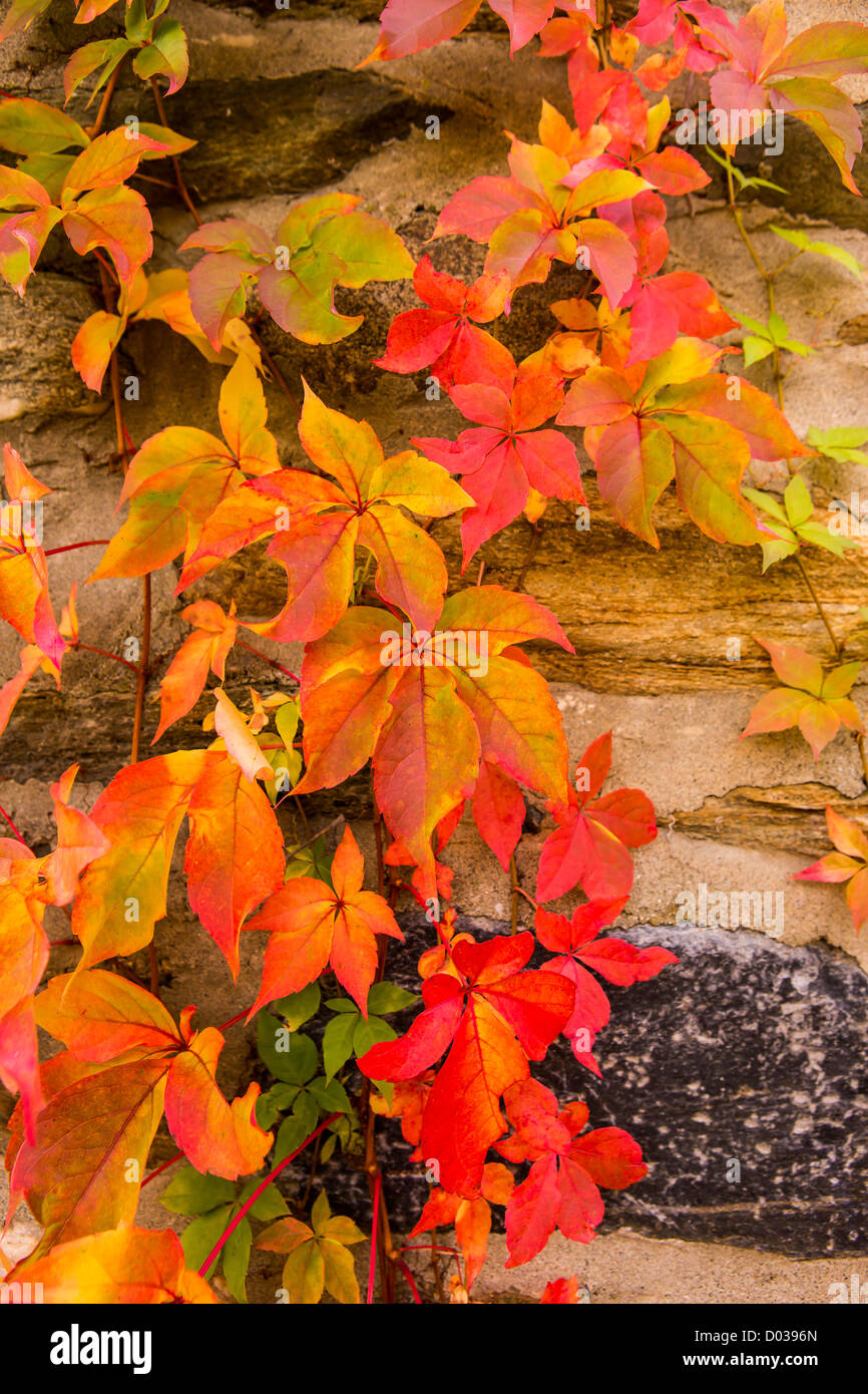 WARREN, VERMONT, USA - autumn foliage Stock Photo - Alamy