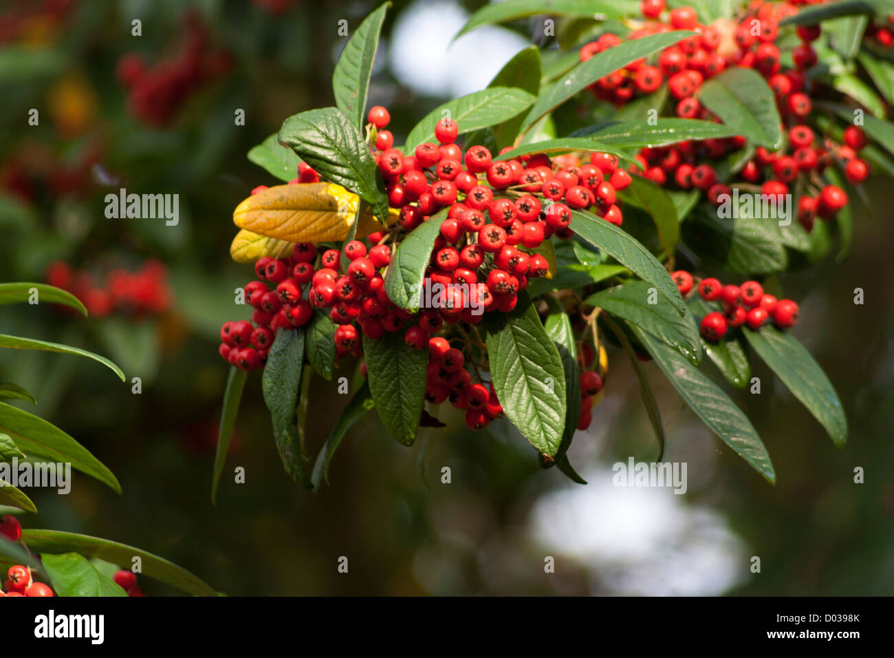 Rowan tree hi-res stock photography and images - Alamy