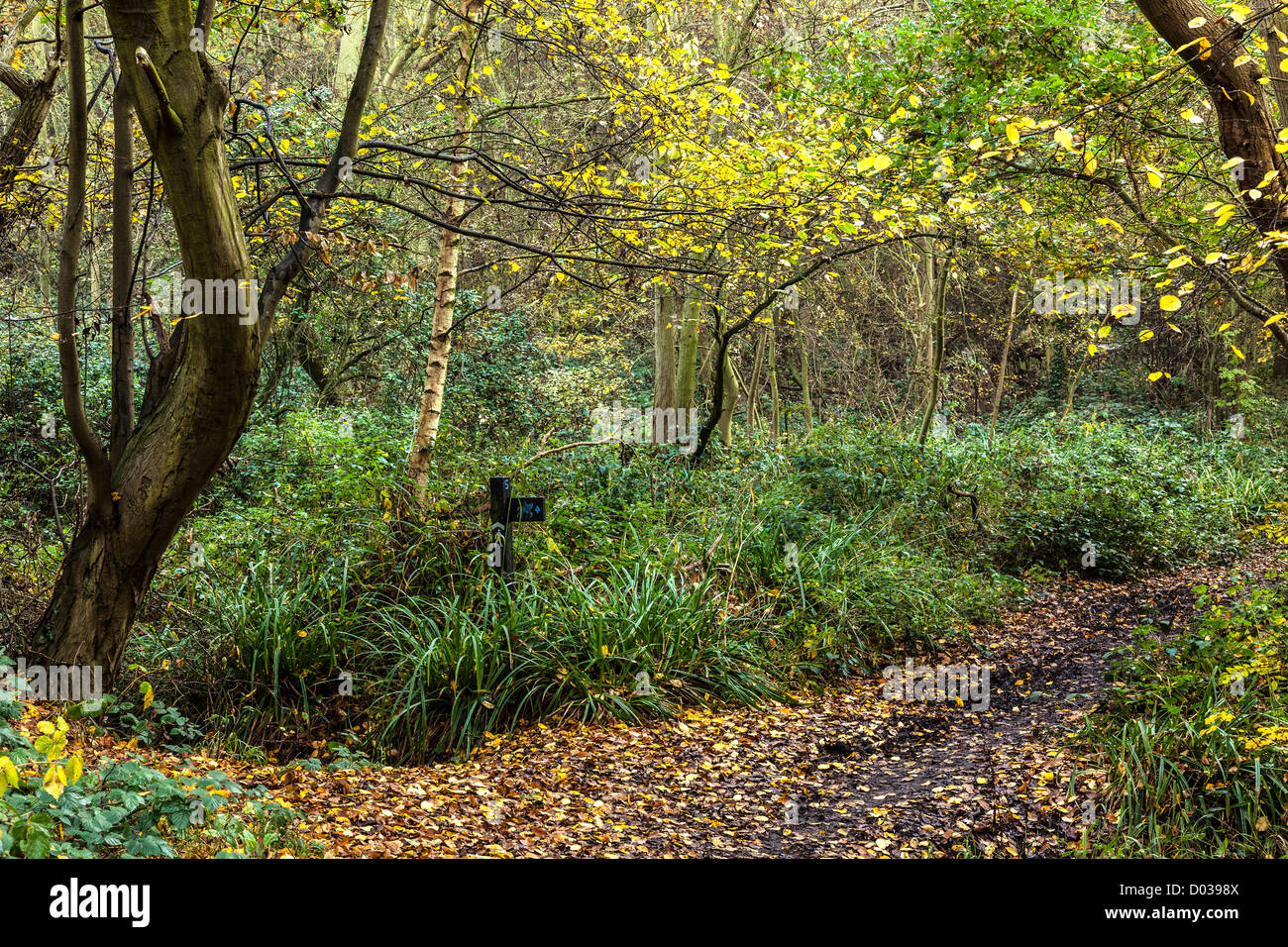 Signpost Deep within Urban Woodland in Essex Stock Photo - Alamy
