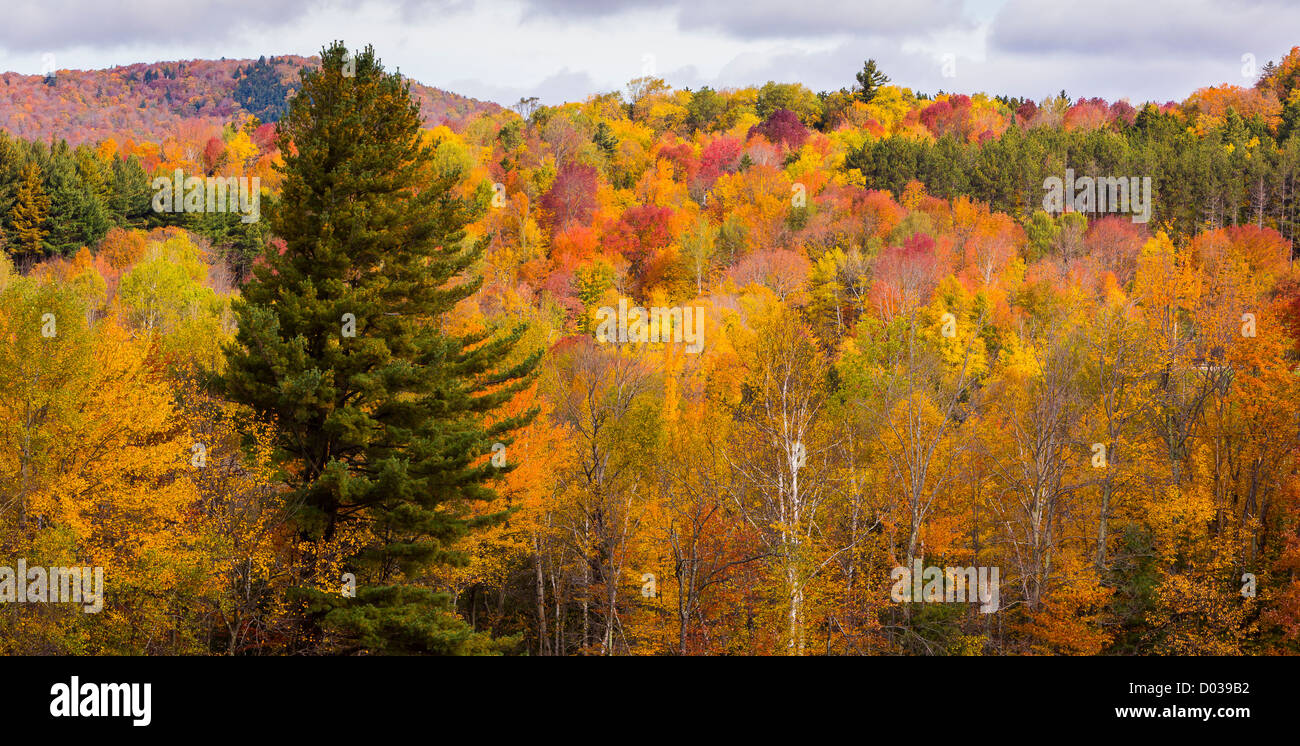 WARREN, VERMONT, USA - autumn foliage Stock Photo - Alamy