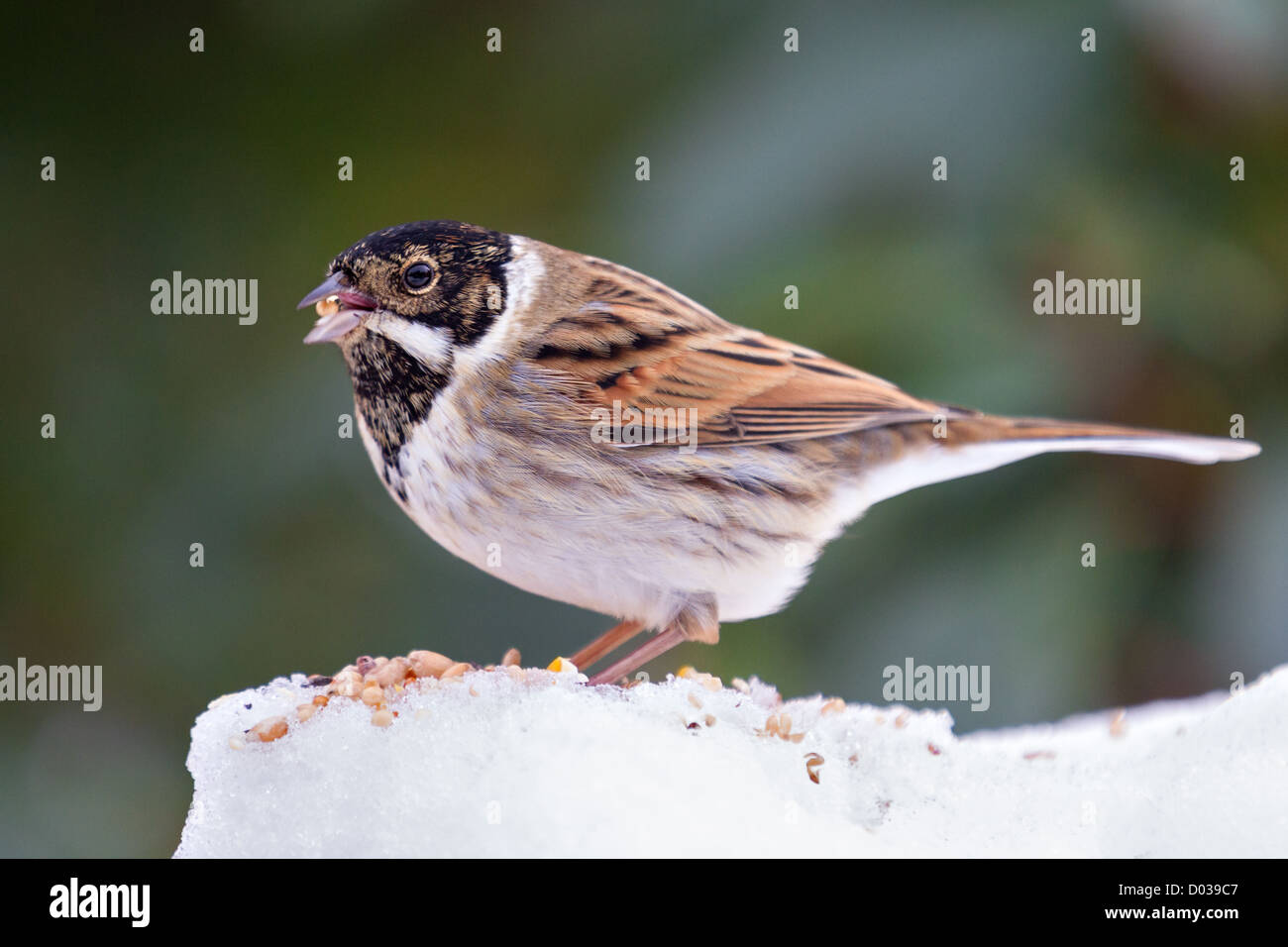 Close-up of a male reed bunting (emberizia schoeniclus) feeding on ...