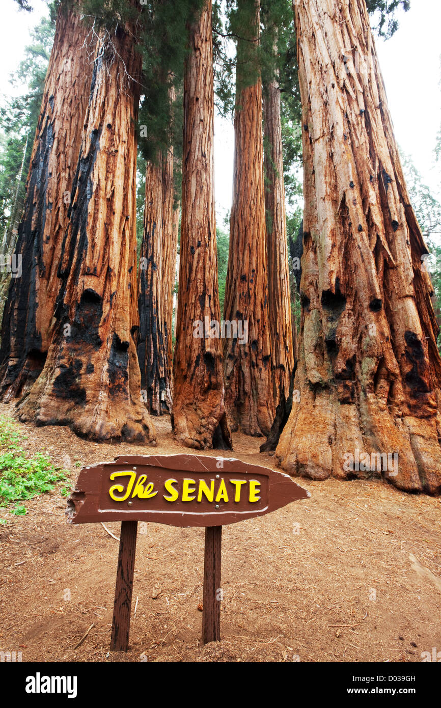 Flag in the sequoia forest hi-res stock photography and images - Alamy