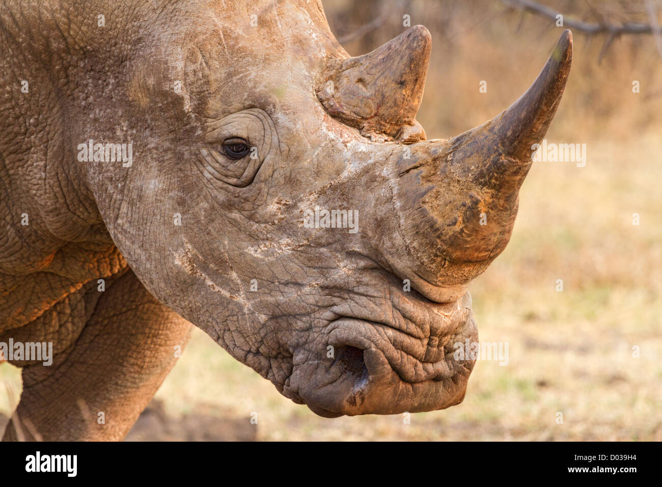 Extreme close-up of a white rhino (Ceratotherium simum), Madikwe, South ...