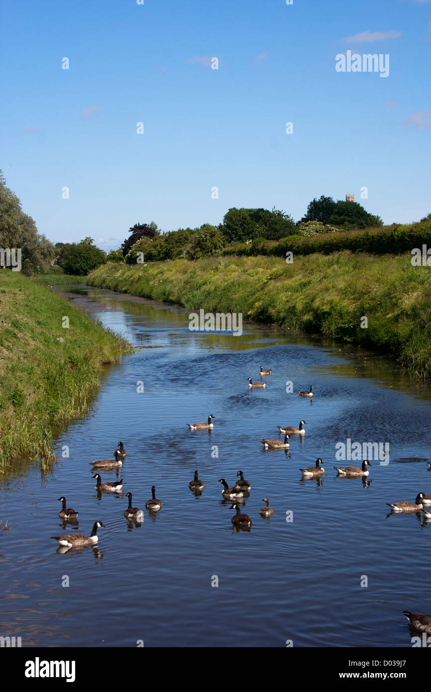 Very nice small river with ducks and ducklings in Boston. Blue, clear ...