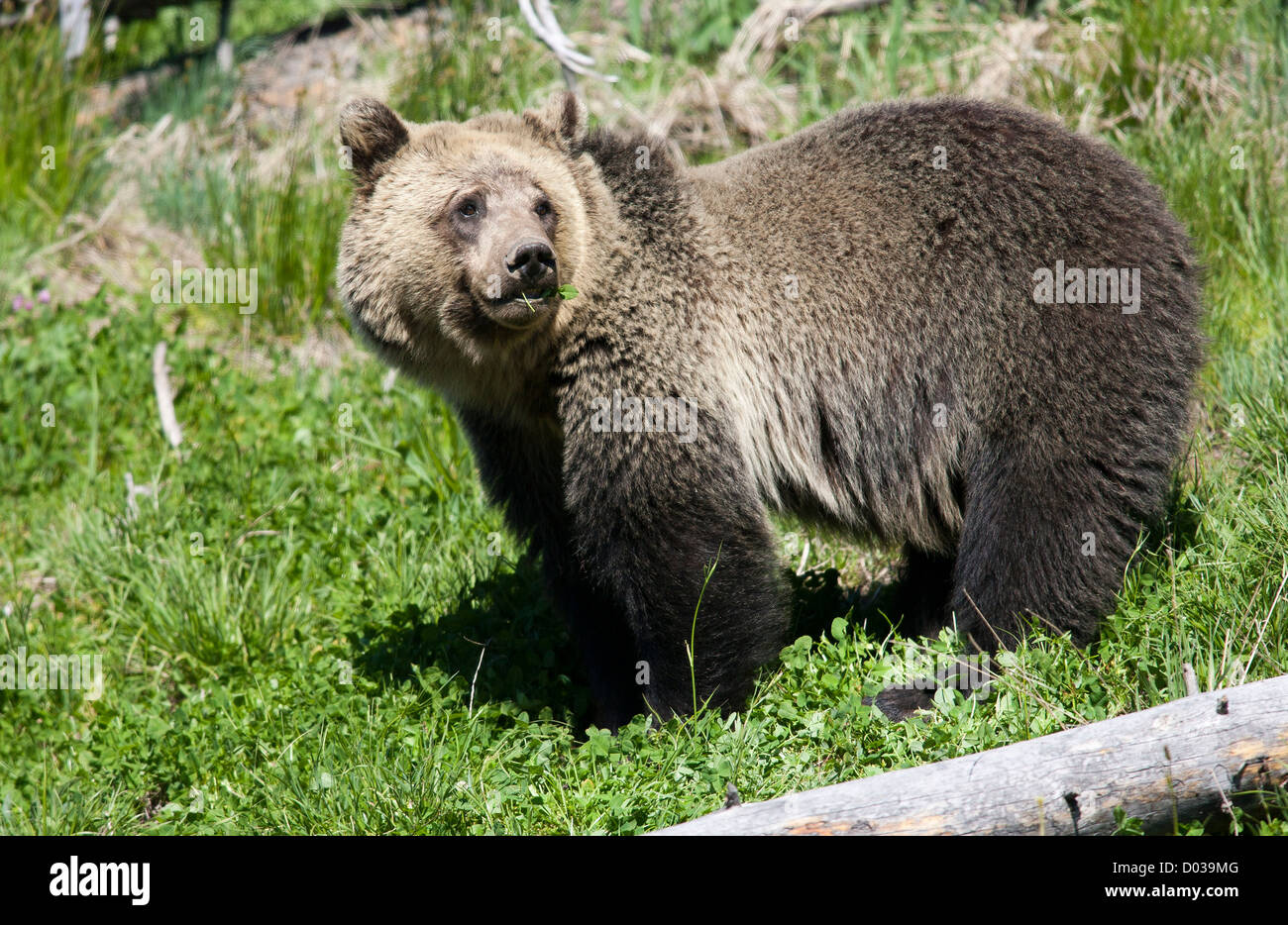 Grizzly Bear in Yellowstone National Park Stock Photo - Alamy