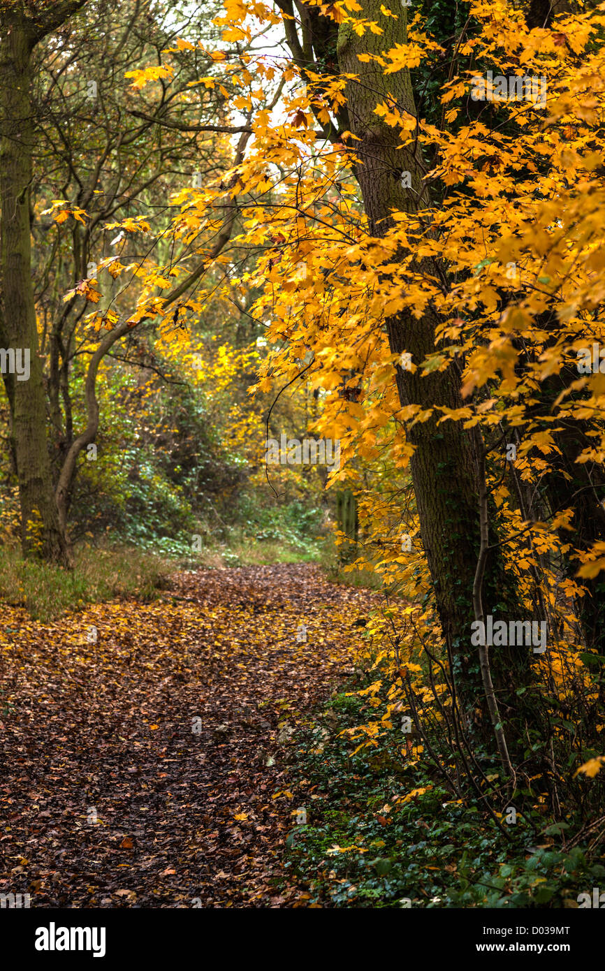 Footpath Through Urban Woodland with Trees in Autumn Colour Stock Photo ...