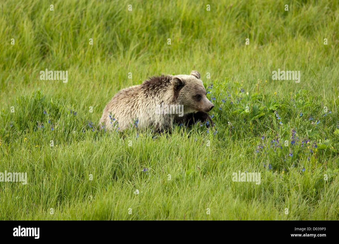 Grizzly Bear in Hayden Valley Yellowstone National Park Stock Photo - Alamy