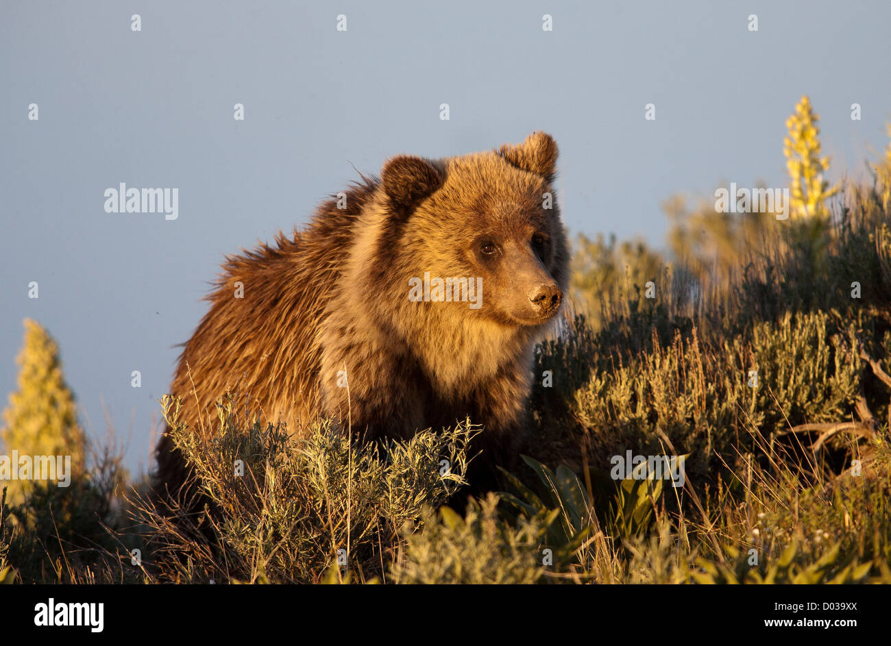 Grizzly Bear in Hayden Valley Yellowstone National Park Stock Photo - Alamy
