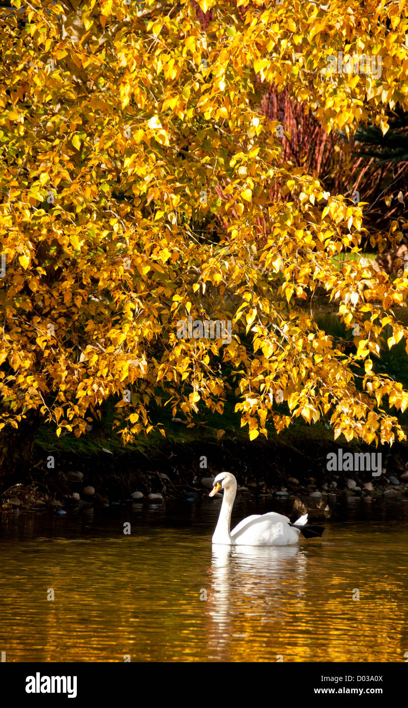 White Mute Swans (Cygnus Olor) swimming under autumn trees in a marsh ...
