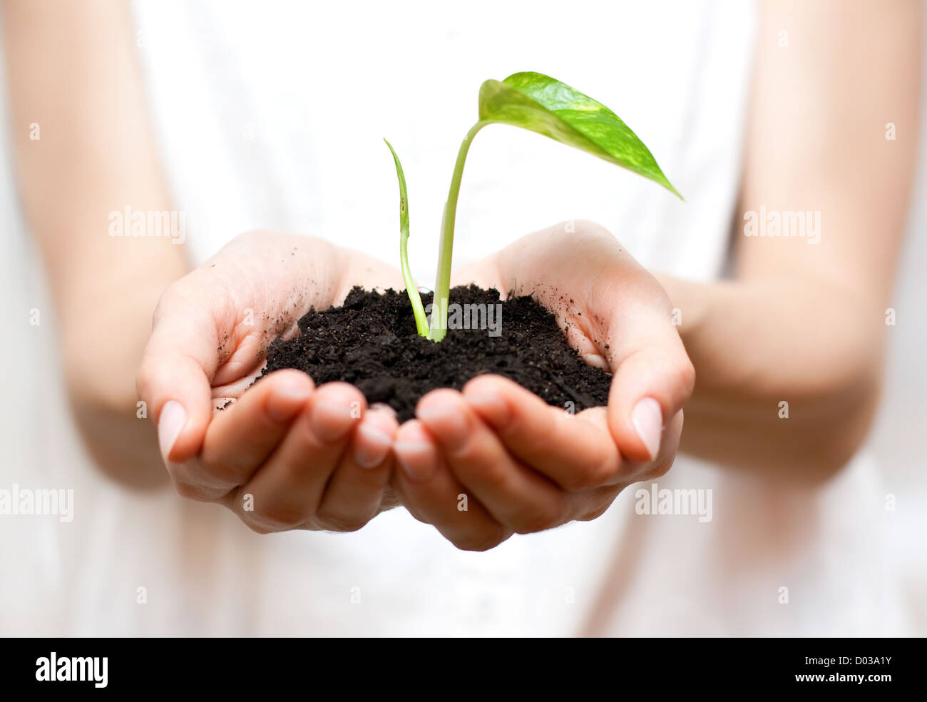Human hands holding small plant Stock Photo - Alamy