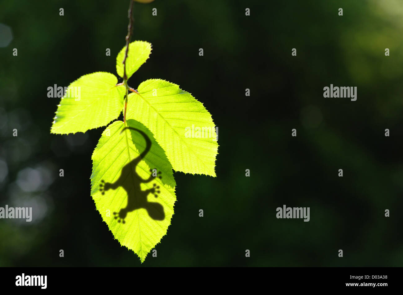 gecko shadow on green leaf texture showing nature concept with ...