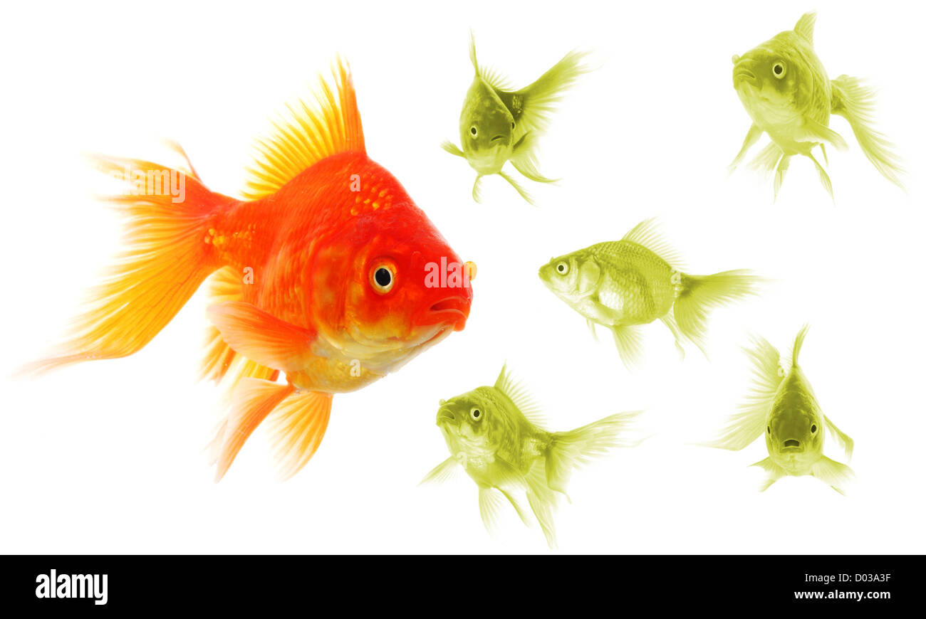 standing out of the crowd concept with individual successful goldfish ...