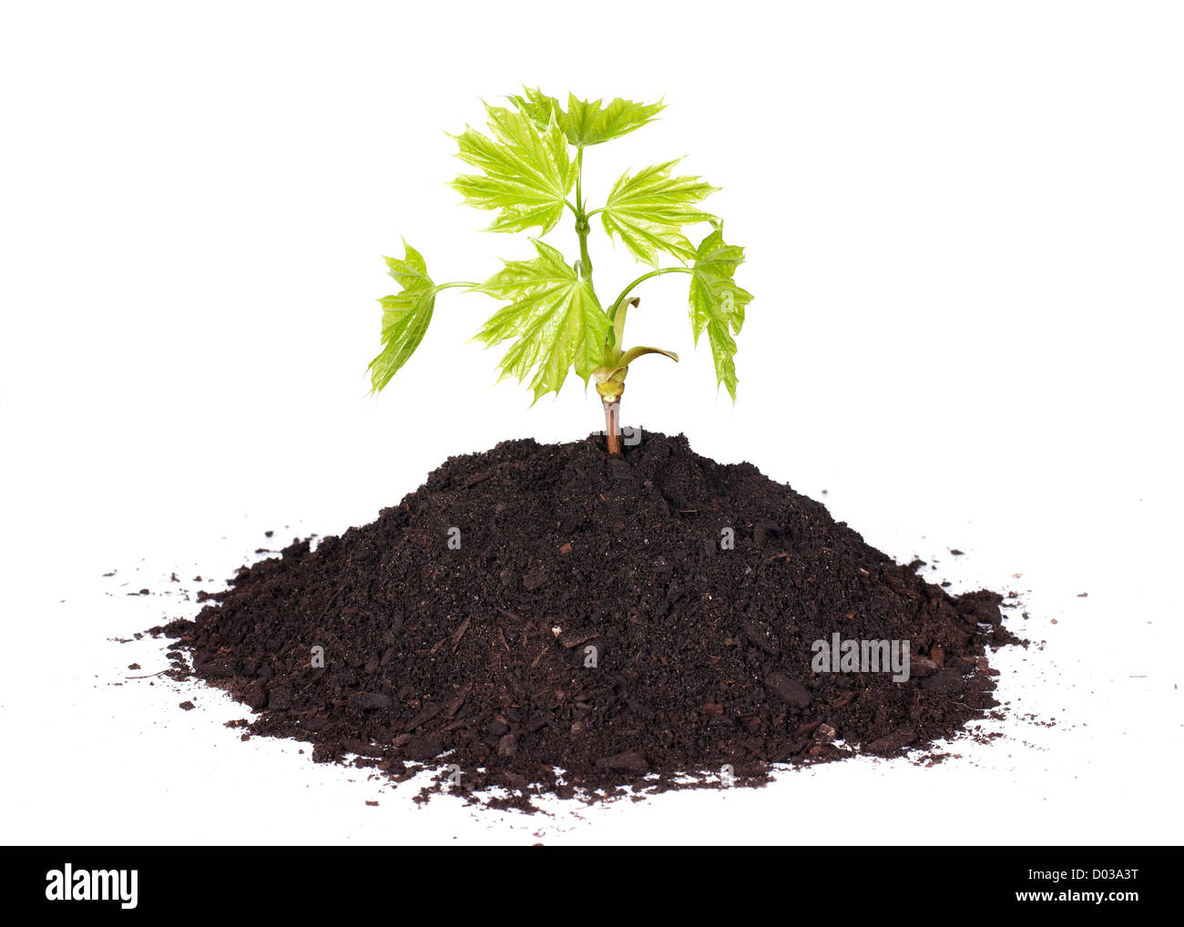 Small plant growth Stock Photo - Alamy