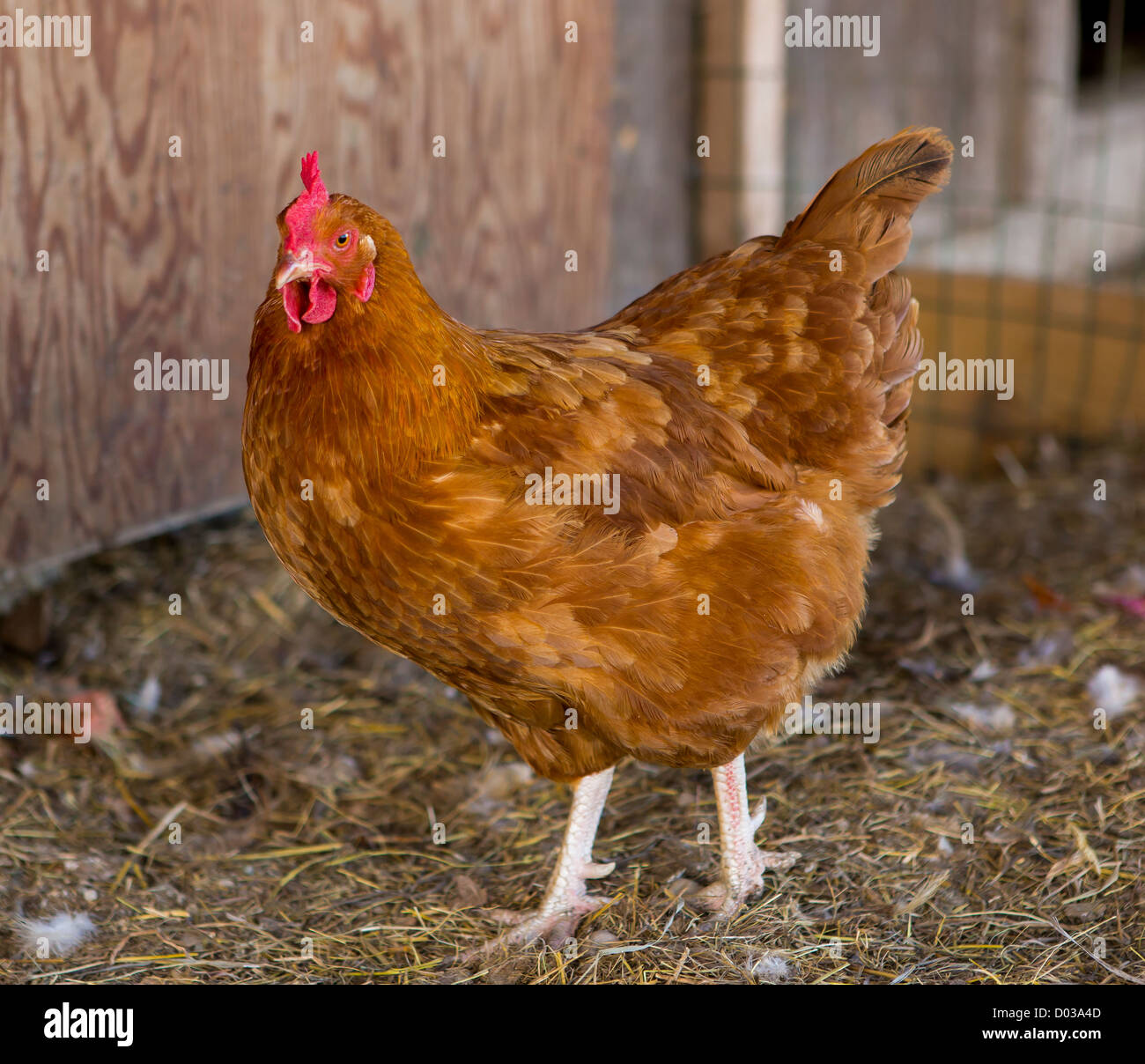Laying chickens hi-res stock photography and images - Alamy