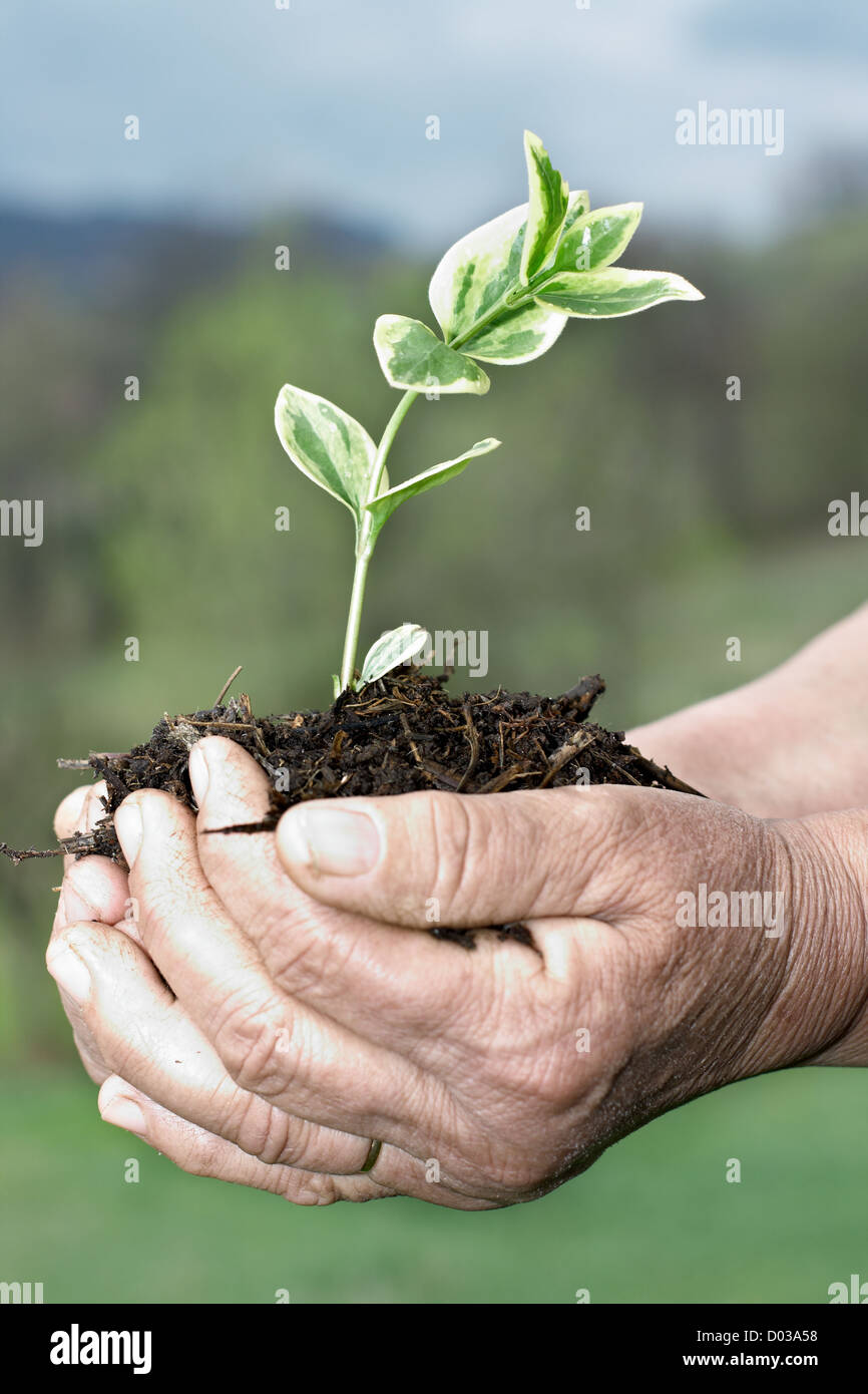 Small plant growth in human hand Stock Photo - Alamy